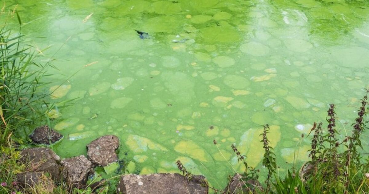 Northern Ireland as a Sacrifice Zone: The Lough Neagh Crisis ...