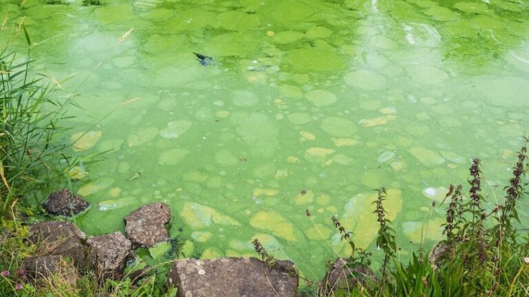 Northern Ireland as a Sacrifice Zone: The Lough Neagh Crisis ...